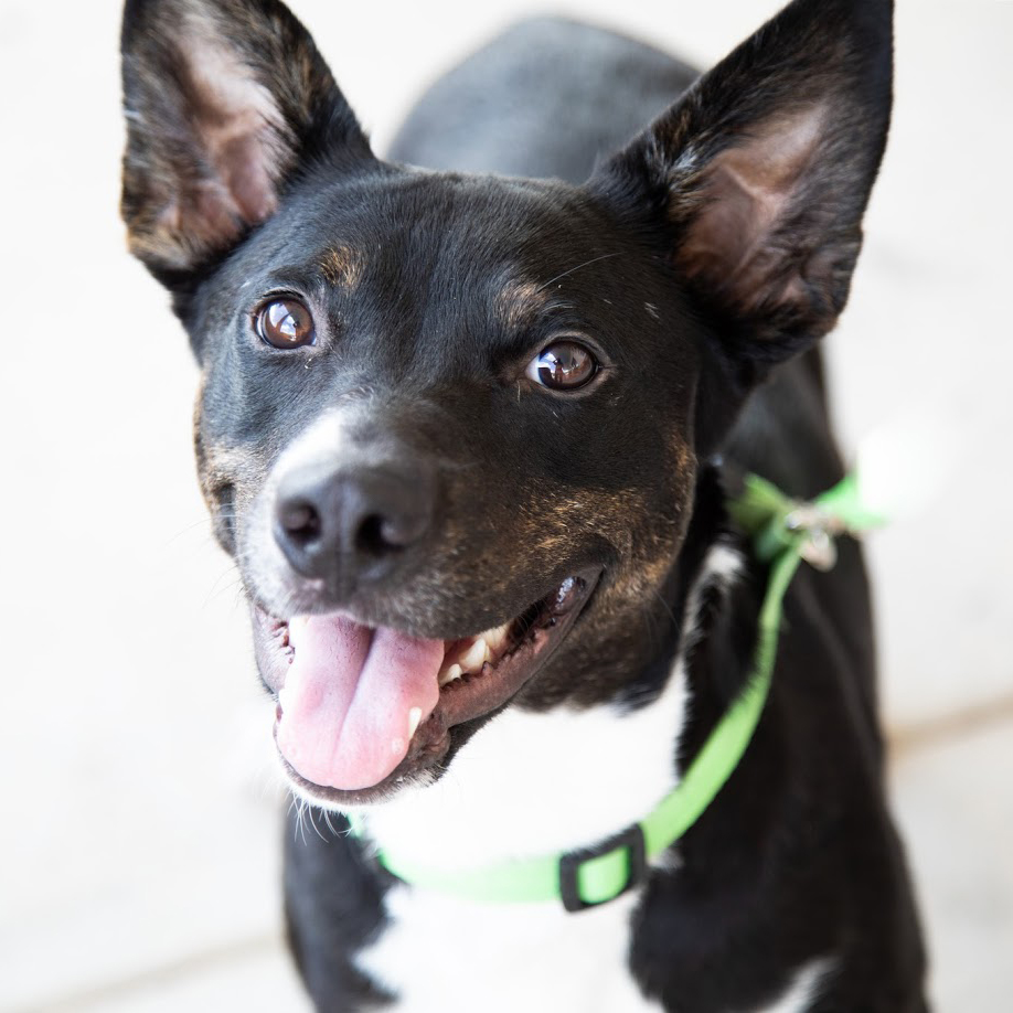 Operation Pets Alive | Helping People Save Pets