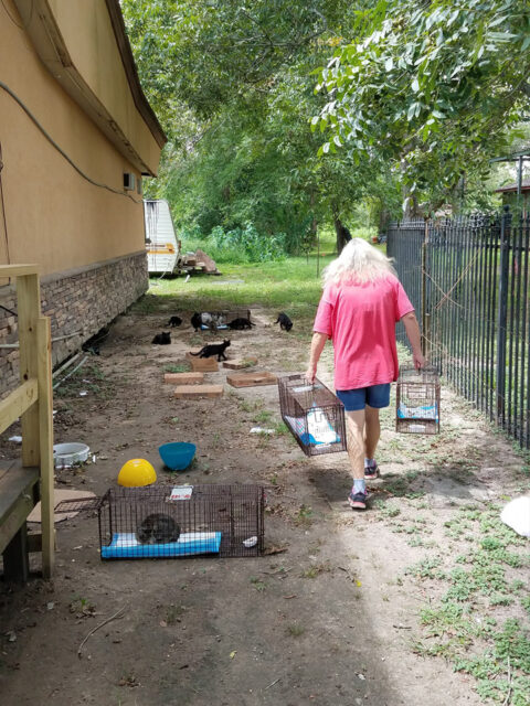 TNR: Trap, Neuter, Return | Operation Pets Alive