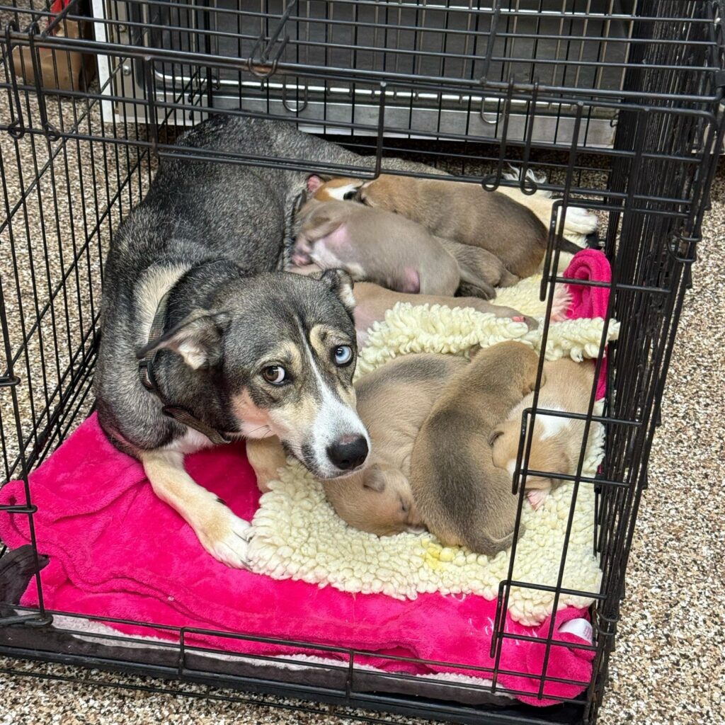 GivingTuesday: Save the Date! | Operation Pets Alive